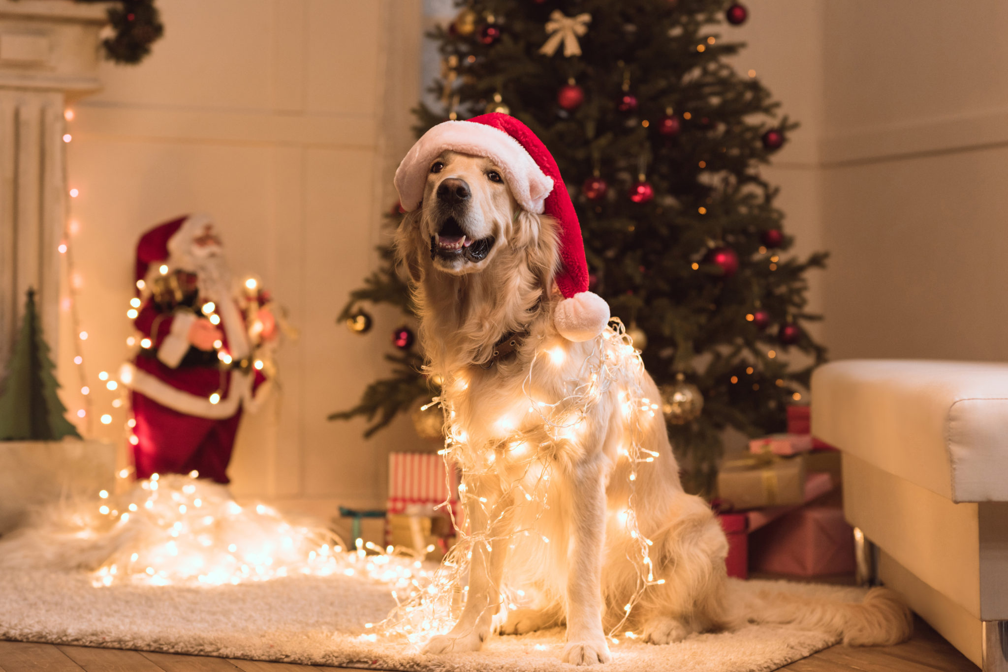 55+ Christmas Bucket List Ideas for a Festive Holiday Season